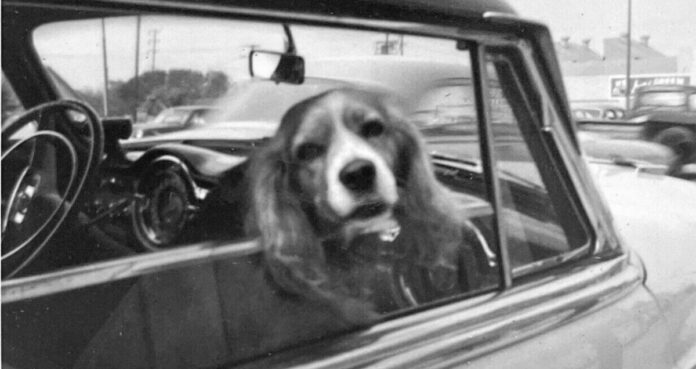 TREAT YOUR CLASSIC CAR LIKE AN OLD COCKER SPANIEL—AND OTHER GOOD ...